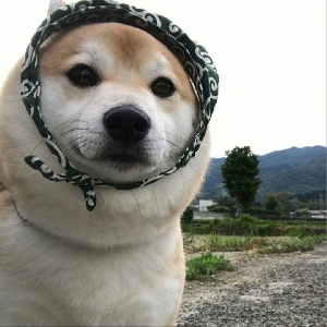 xswznb 