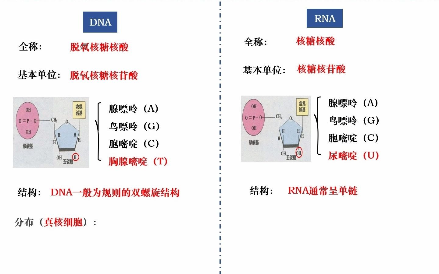 DNA和RNA的区别