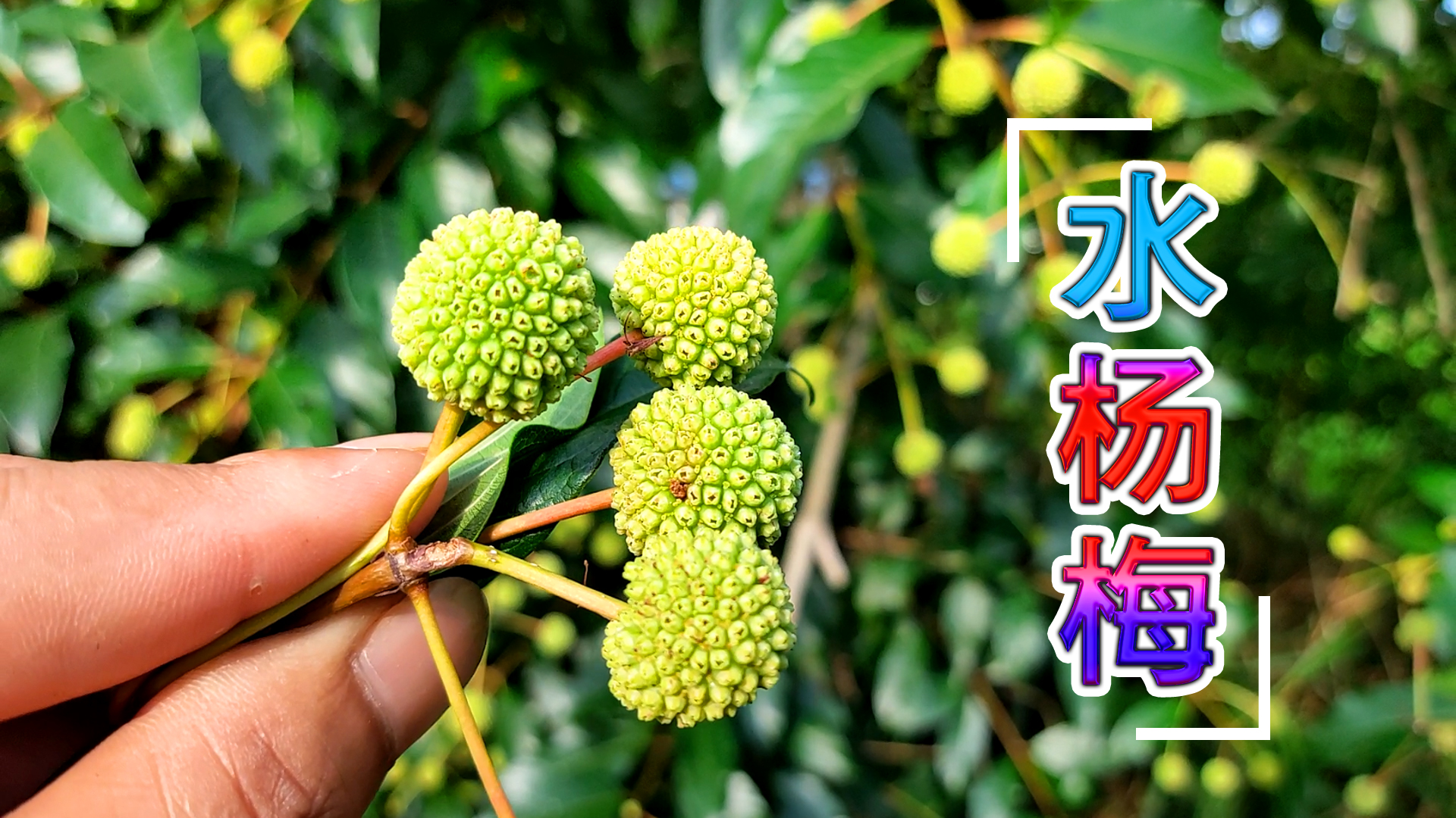 农村常见的这种水杨梅 有这么多作用你知道吗 来了解一下