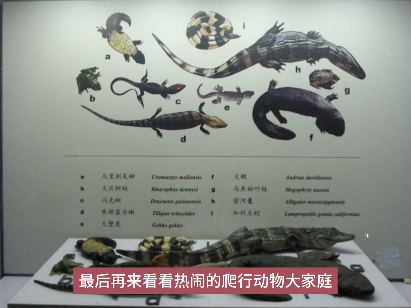 爬行动物的世界