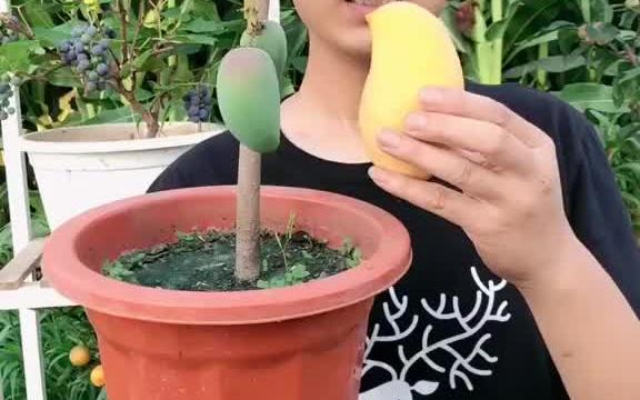 在家种植芒果很简单吧,哈哈