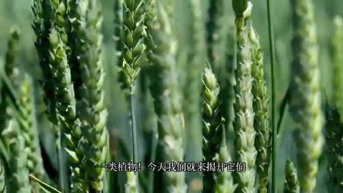 震惊!水稻小麦竟属于这个植物家族,你绝对想不到!