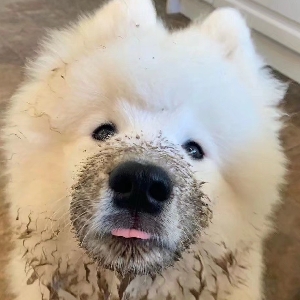 哥谭好市民莢谷樹 