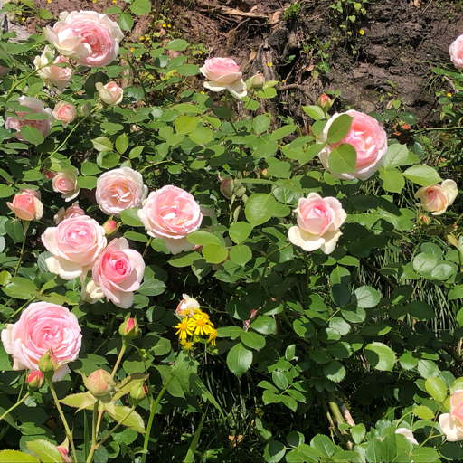 箱李行的嘟嘟胖 