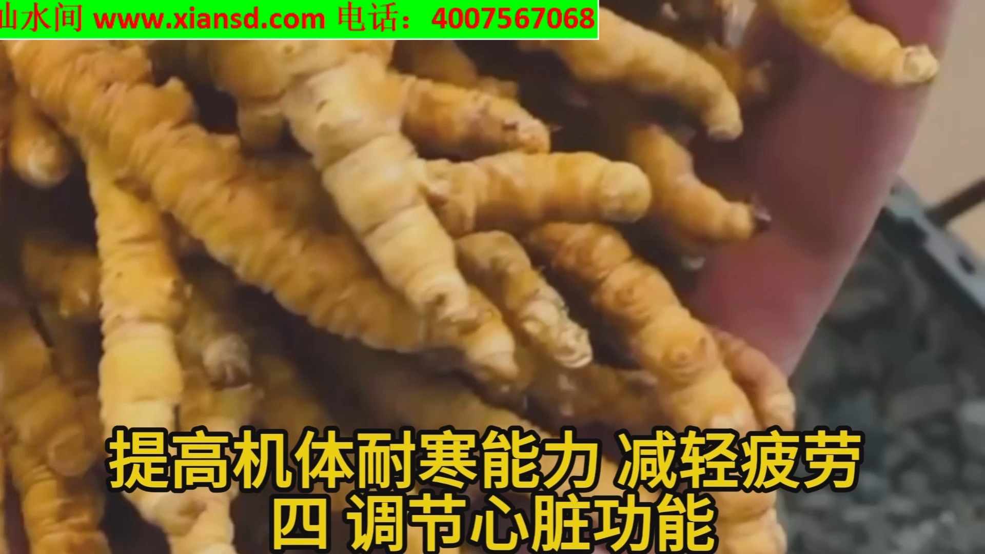 冬虫夏草的健康功效与作用