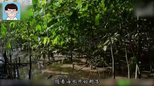 大到吃鳄鱼小到吃蜥蜴,就连人类也在它的食谱上!体型最大的蚺!