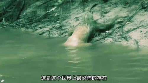 动物界爬行最慢的树懒是如何小心翼翼生存着