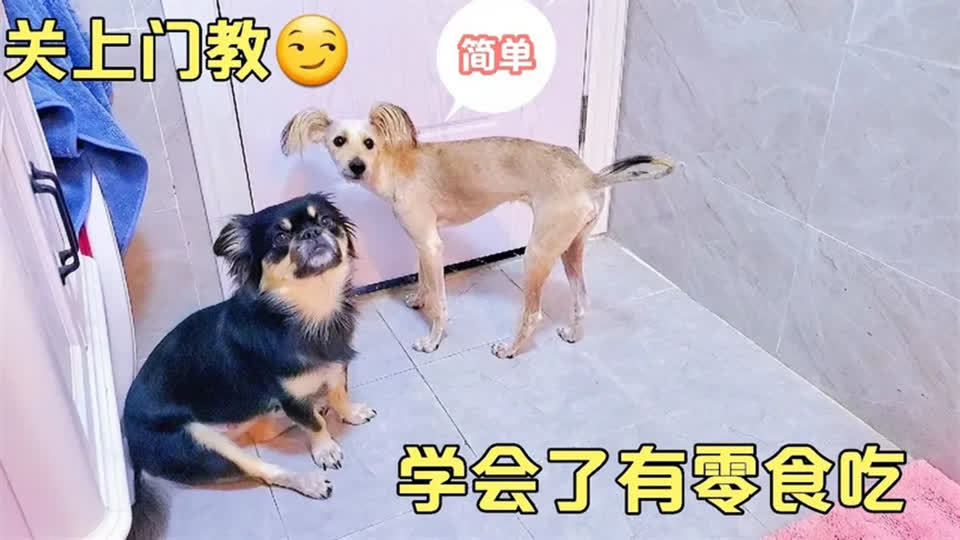 狗狗教狗狗定点上厕所,学不会不开门,轻松学会