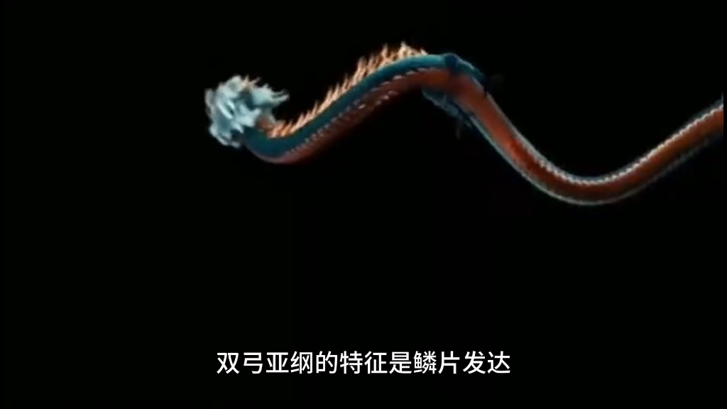 (科普)哺乳类和鸟类是从什么样的爬行动物进化来的?(看本视频便知)