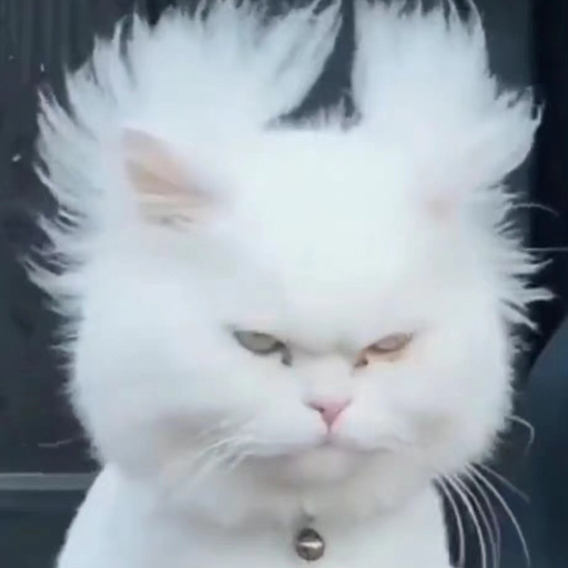 阿C今天搞发型了吗 