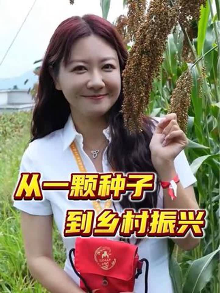 一颗小种子带来大经济! 又一年的红缨子高粱丰收季给我们看到了茅台...
