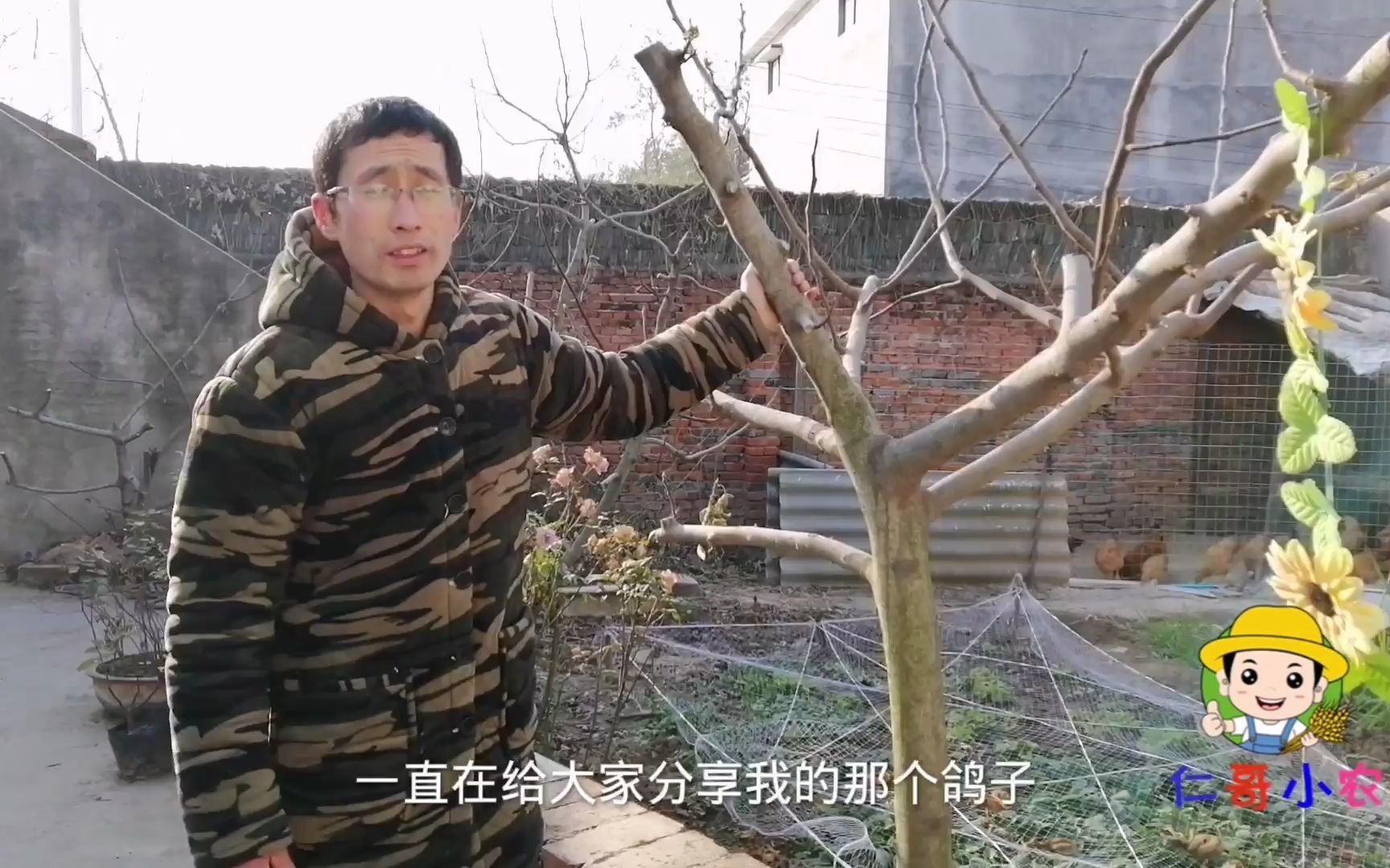 冬季无花果树枝如何修剪,是随心所欲,还是根据地方大小情况?