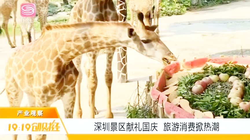 野生动物园:深圳景区献礼国庆,旅游消费掀热潮