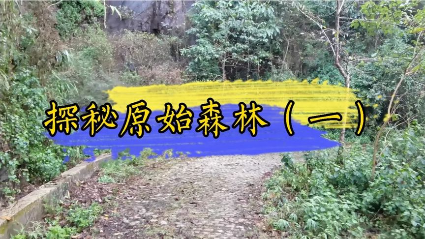 自驾云南,探秘原始森林,有专业人员陪同请勿模仿#旅行vlog