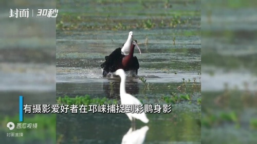 国家一级保护动物彩鹮现身成都|国际生物多样性日