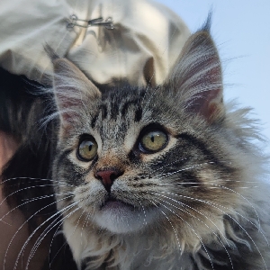 脏脏喵的幸福生活 