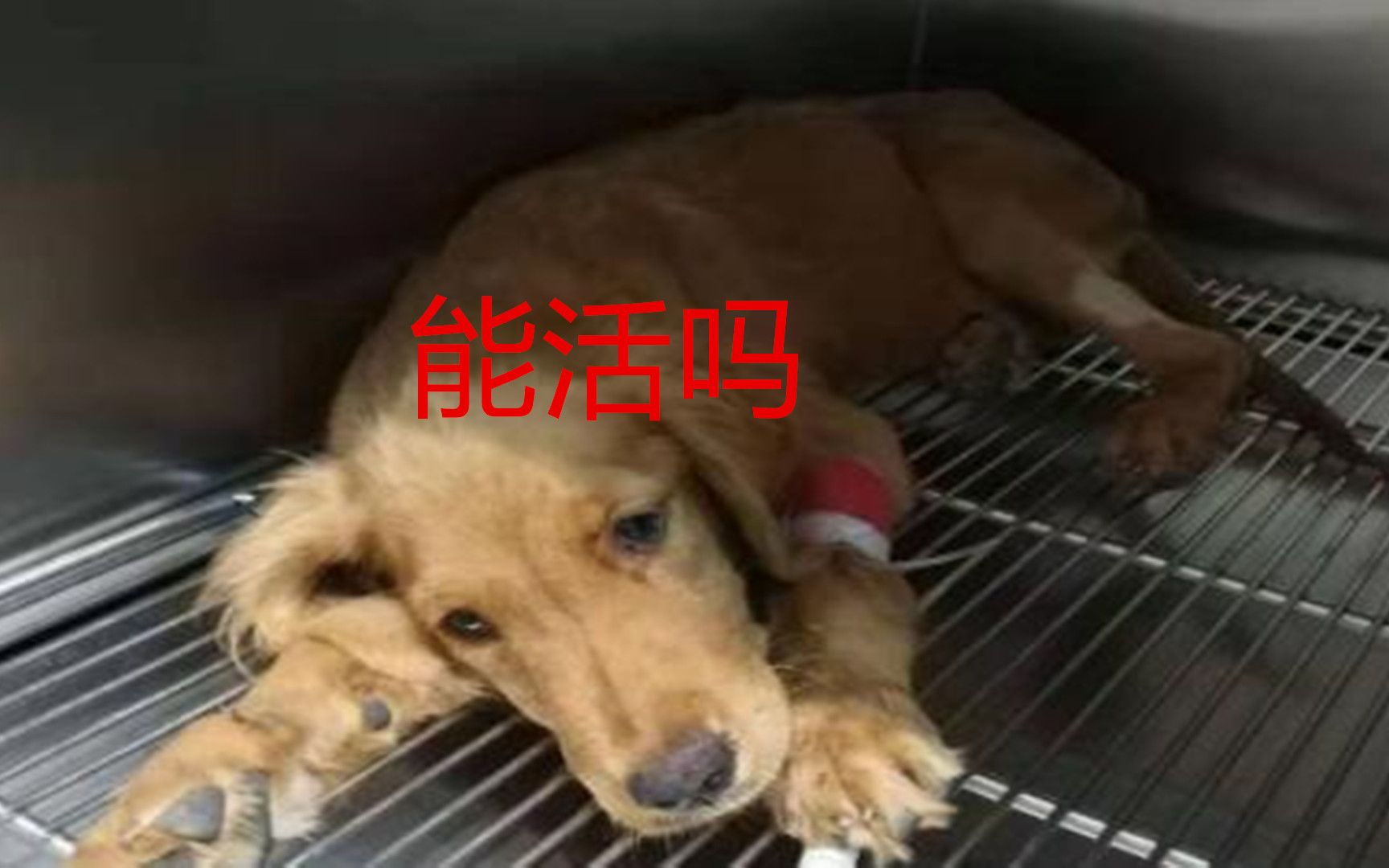 狗得了细小还有希望吗?不处理几天会倒地不起