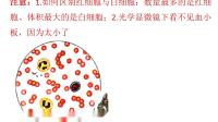 4-4-1《流动的组织——血液》