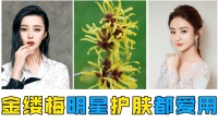 明星也会用的护肤成分, 金缕梅, 竟有如此神奇的功效