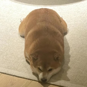 鳄鱼yuyu 