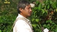 全球咖啡期货交易价格持续低迷 我省咖啡种植业遇“寒冬” 云南新闻...