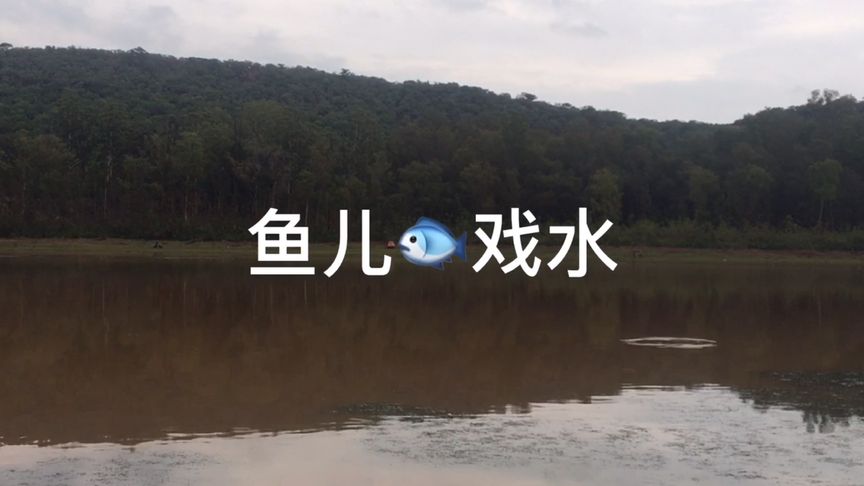 白天人在活动,夜间原始森林里野生动物在活动,常有蟒蛇踪迹