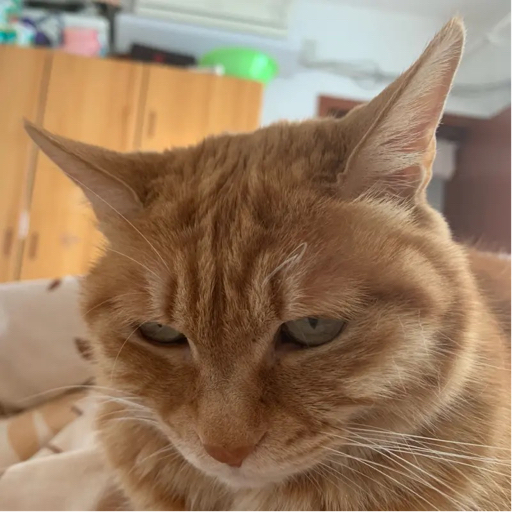 一条想游得更快的咸鱼 