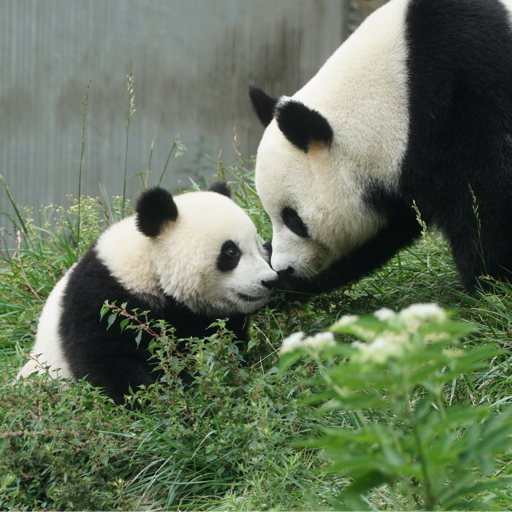 熊猫大使Panda 