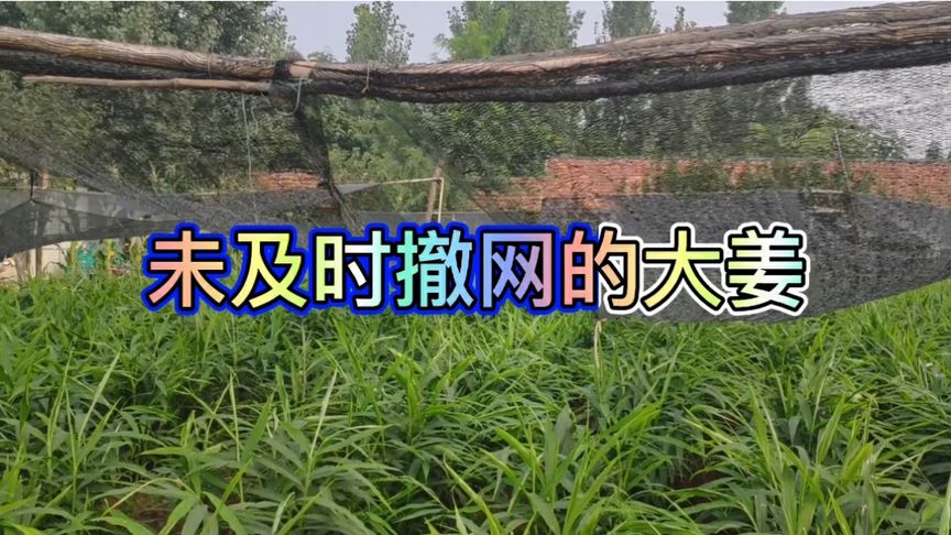 大姜种植亩数过多,没有及时撤掉遮阴网,不过大姜长势还算可以