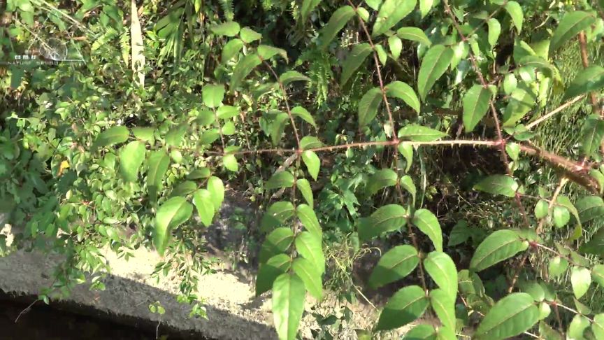 菜鸟认植物168 | 楤木:尖刺满身鹊不踏