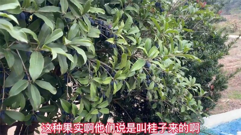 桂花果实像葡萄,桂籽用来煮水帮助大,很人不知道一起来了解一下
