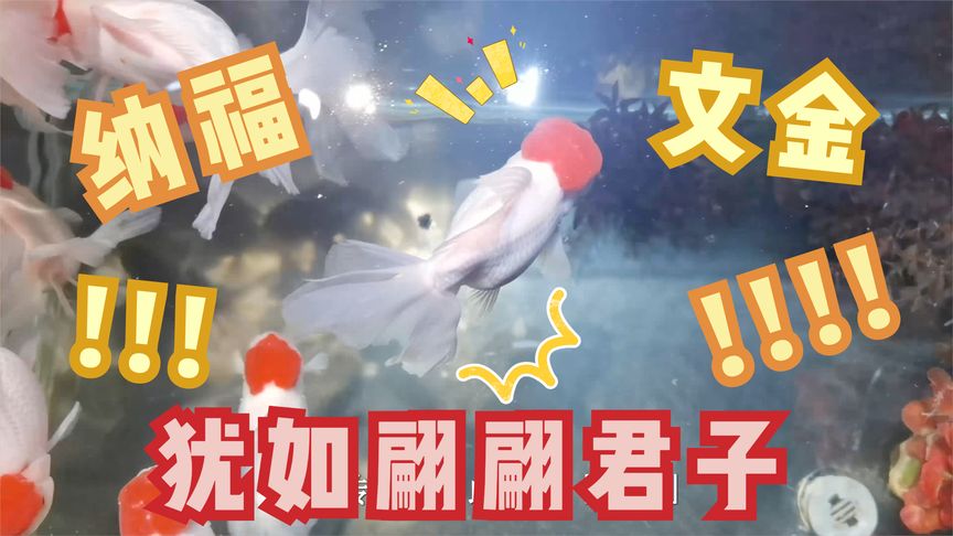 说金鱼丨犹如翩翩君子的金鱼,古人常说养之可祈求幸福幸运
