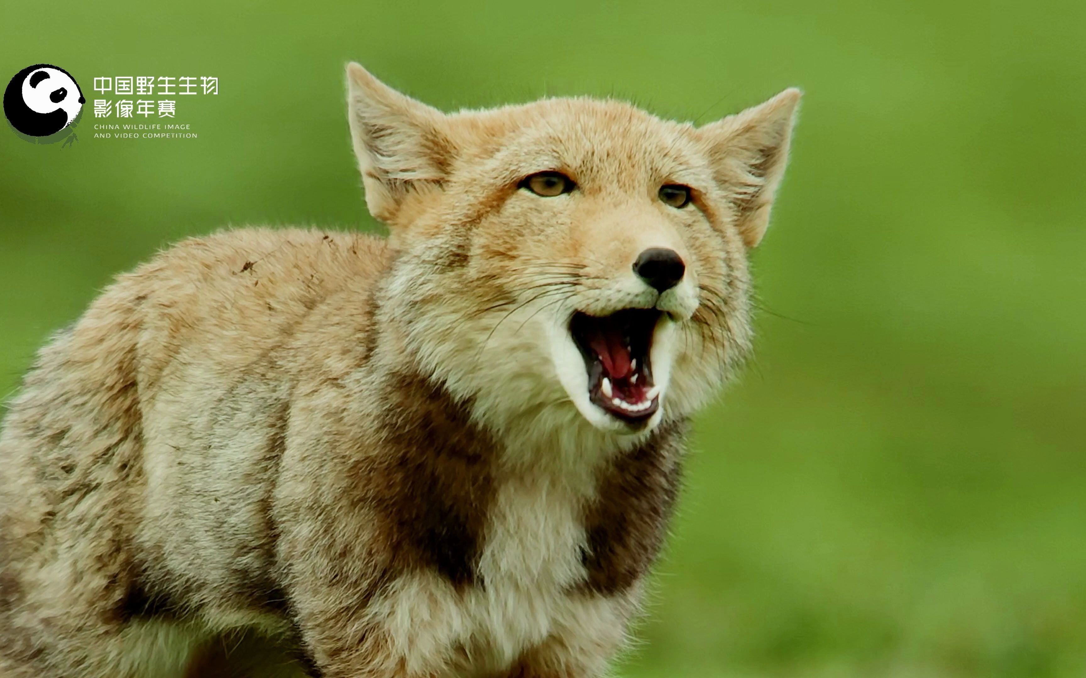 官宣!2021年中国野生生物影像年赛来啦!