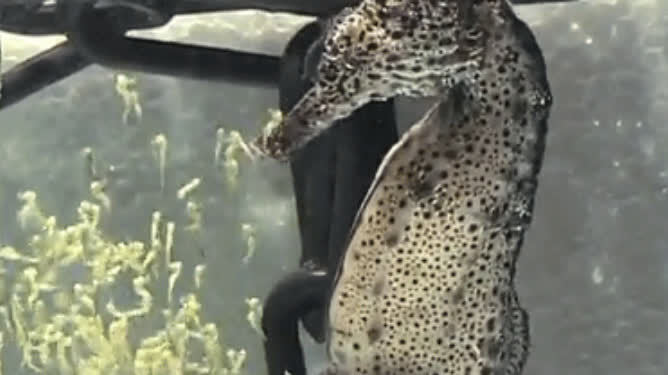 海马爸爸正在生孩子,全程宛如喷射发射器,镜头记录全过程