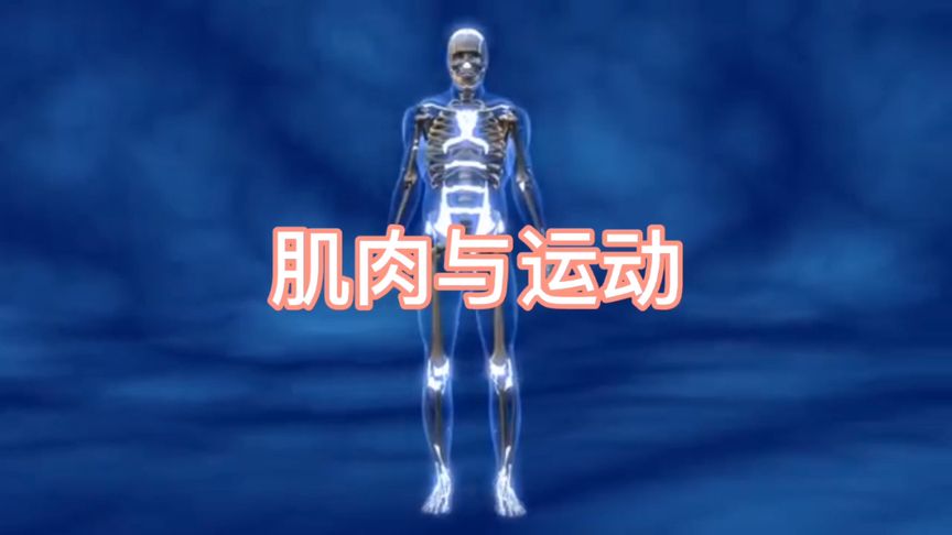 高清动画展示人体的肌肉与运动系统