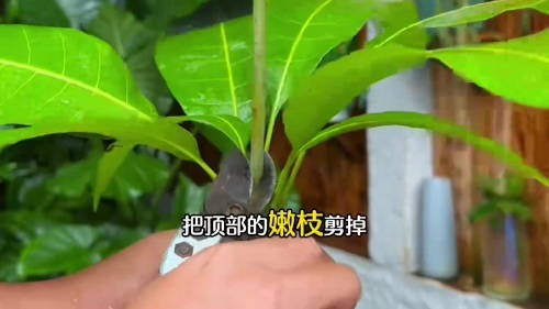 喜欢吃芒果,我教你怎么种