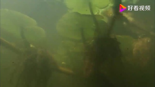 植物的根部与茎部,竟然隐藏着秘密气囊,助力它们在水中漂浮!