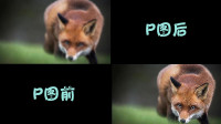 PS之模糊图片变清晰,超喜欢的照片拍糊了?小技巧帮你搞定它