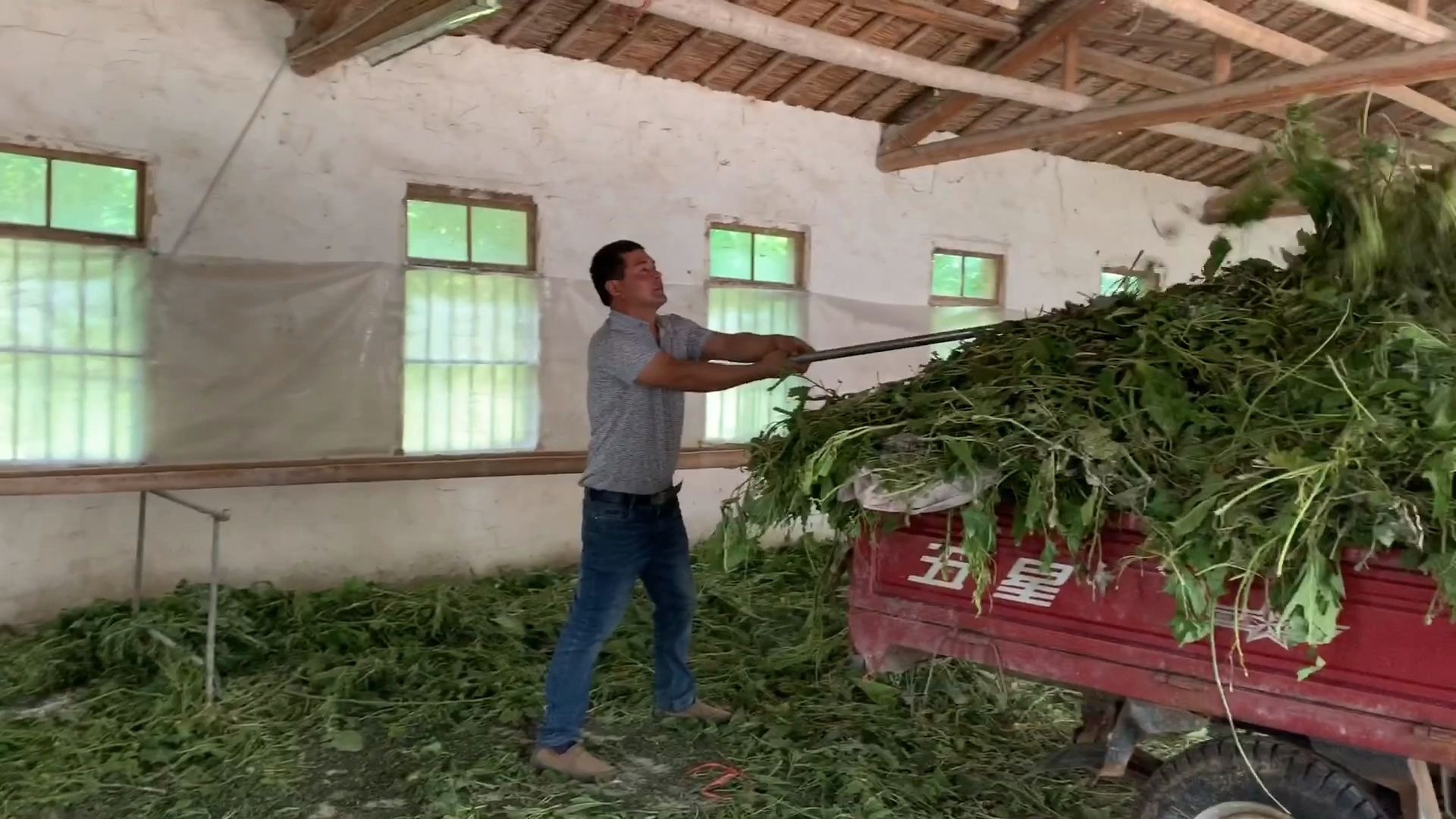 蚕变成蛹的过程,吐丝,结茧,化蛹,结束短暂的一生,等待重生