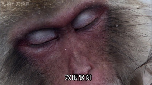 "猴哥泡温泉,秒表计时,舒服每一秒!"