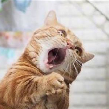 唱歌的猫姥爷 