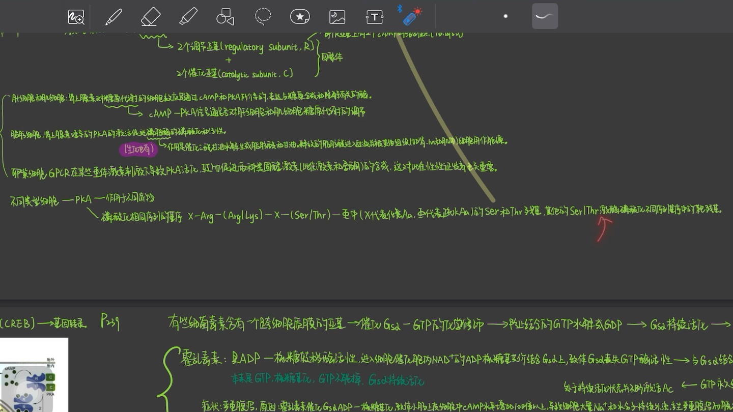 细胞生物学/细胞信号转导/GPCR/腺苷酸环化酶/自用复盘