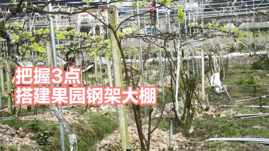 搭建猕猴桃果园钢架大棚 把握这三点