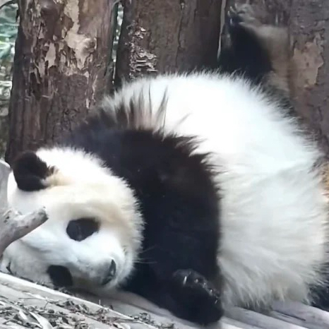 现在认真学习不晚 