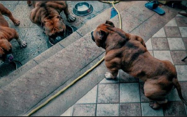 十大最受欢迎的肌肉狗