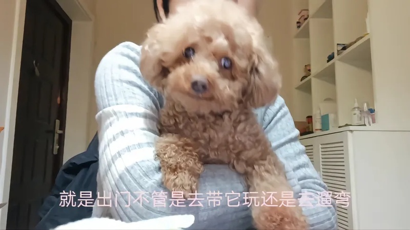 养了就要爱,爱它就要保护好它,出门一定一定一定要牵狗绳哦