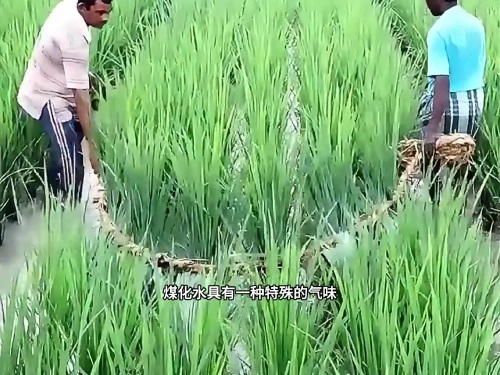 稻田神秘之物隐藏深,一根稻草绳竟能轻松驱虫!