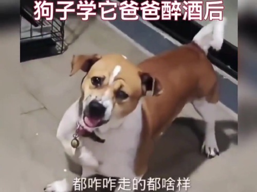 狗狗醉汉模仿秀,全家笑翻!