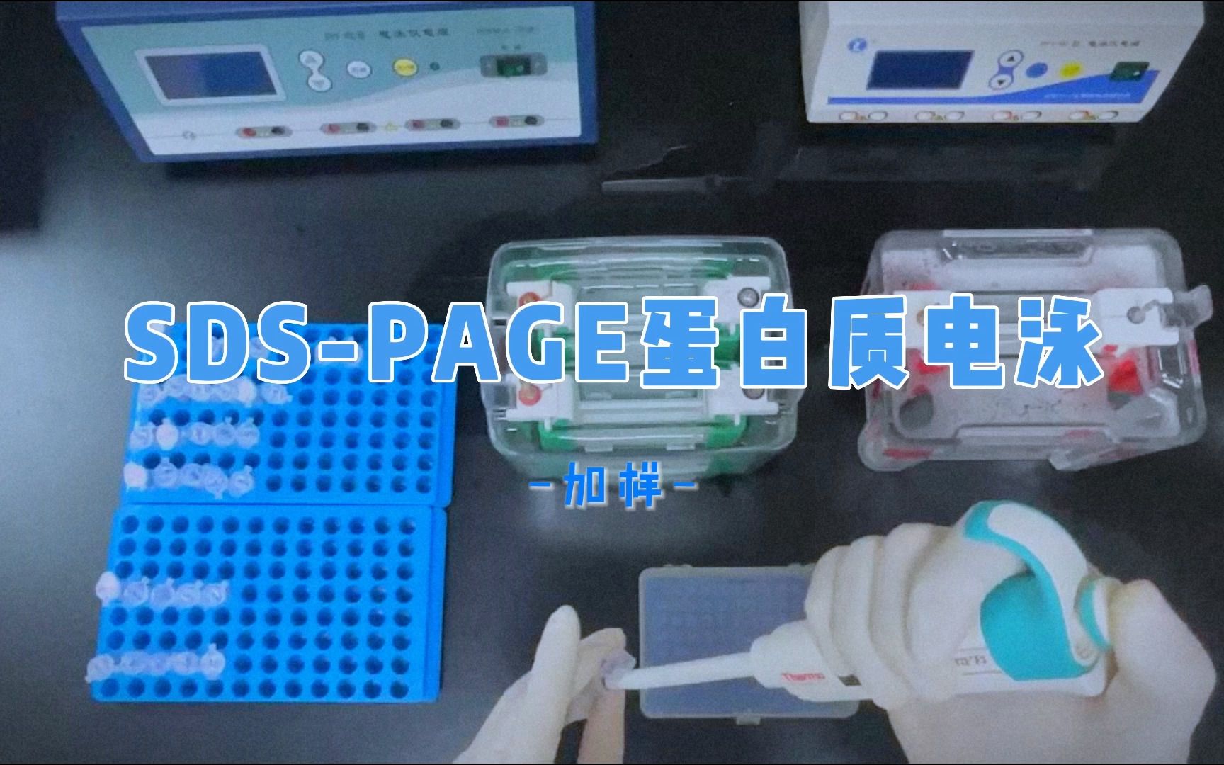 SDS-PAGE(聚丙烯酰胺凝胶电泳)蛋白电泳-加样操作流程