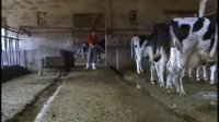畜禽养殖夏季管理:家畜养殖场夏季管理